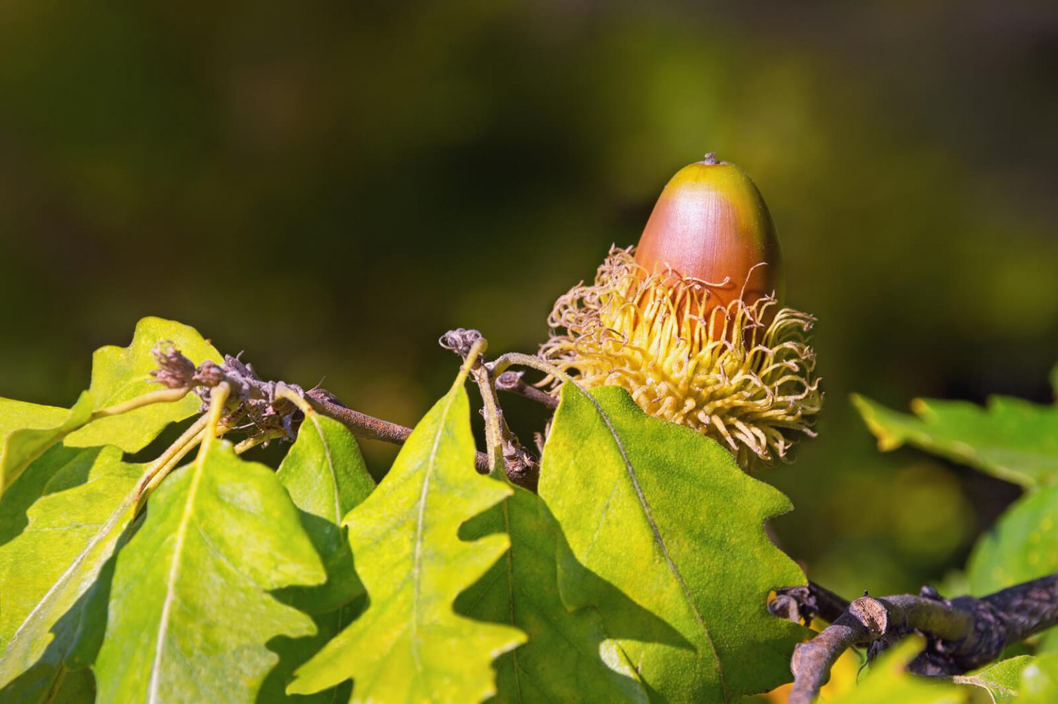 Types of Oak Explained | Oak Tree Species & Oak Wood Timbers